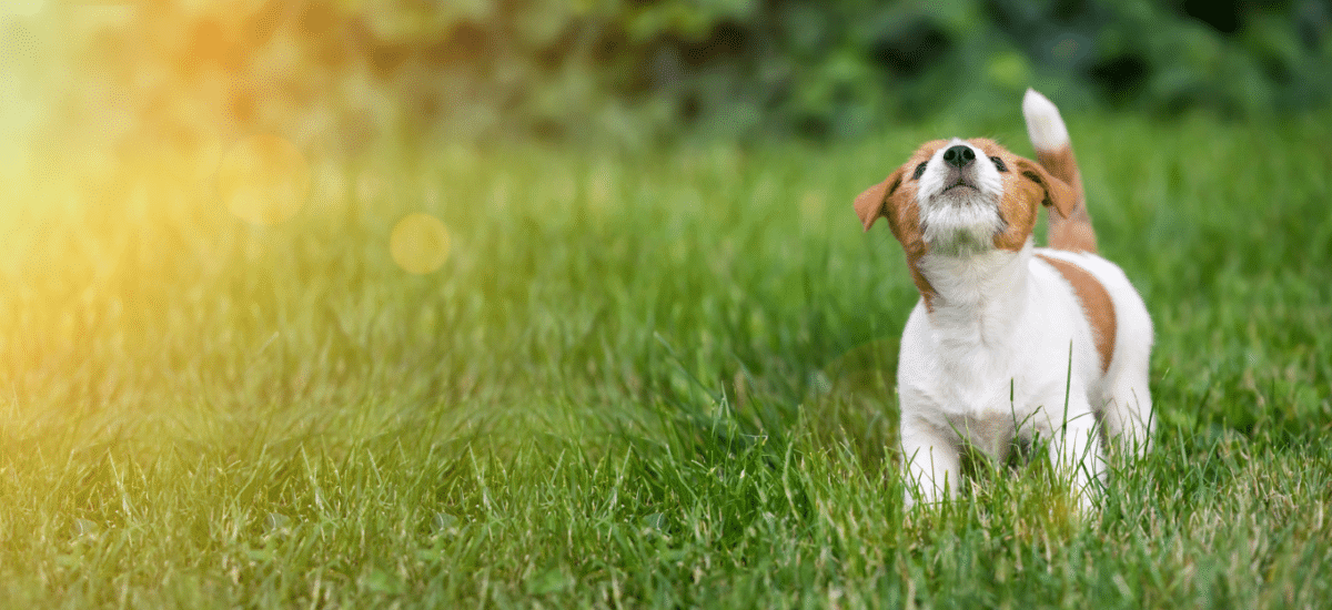 Grasaar hond - Verzeker je huisdier