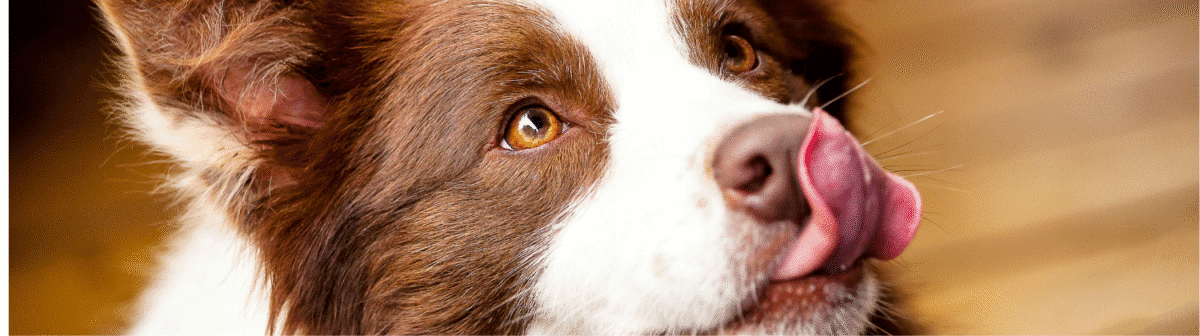 Mijn hond likt erg veel? Lees hier de oorzaken