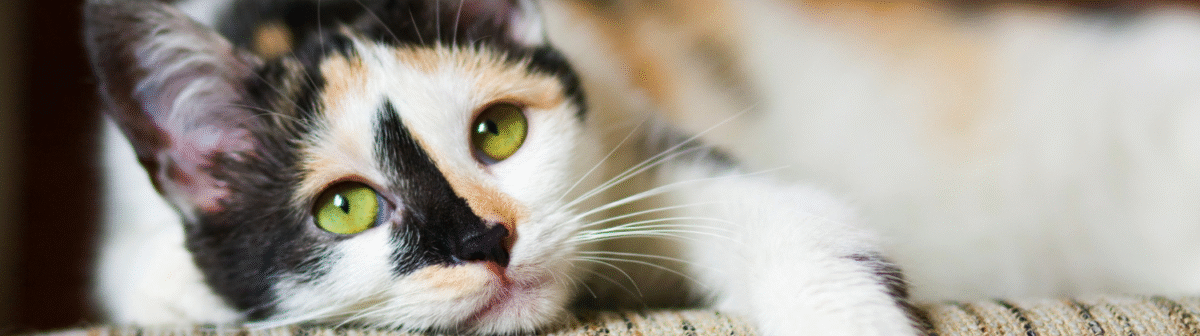 Crematie kat: wat kost het en kun je het meeverzekeren? - Verzeker je ...