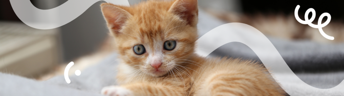 Hoe oud worden katten gemiddeld? - Verzeker je huisdier